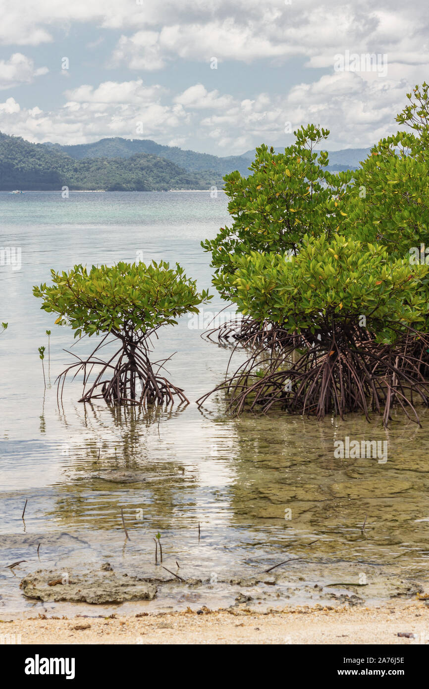 Mangroves on the beach in Palawan Stock Photo - Alamy