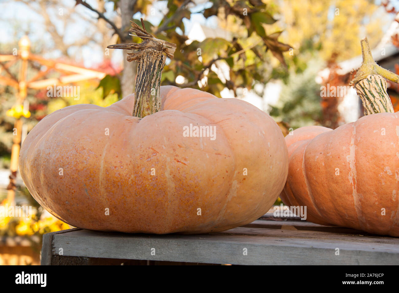 Light orange pumpkin outdoor still life, sitting on a wood crate with ...