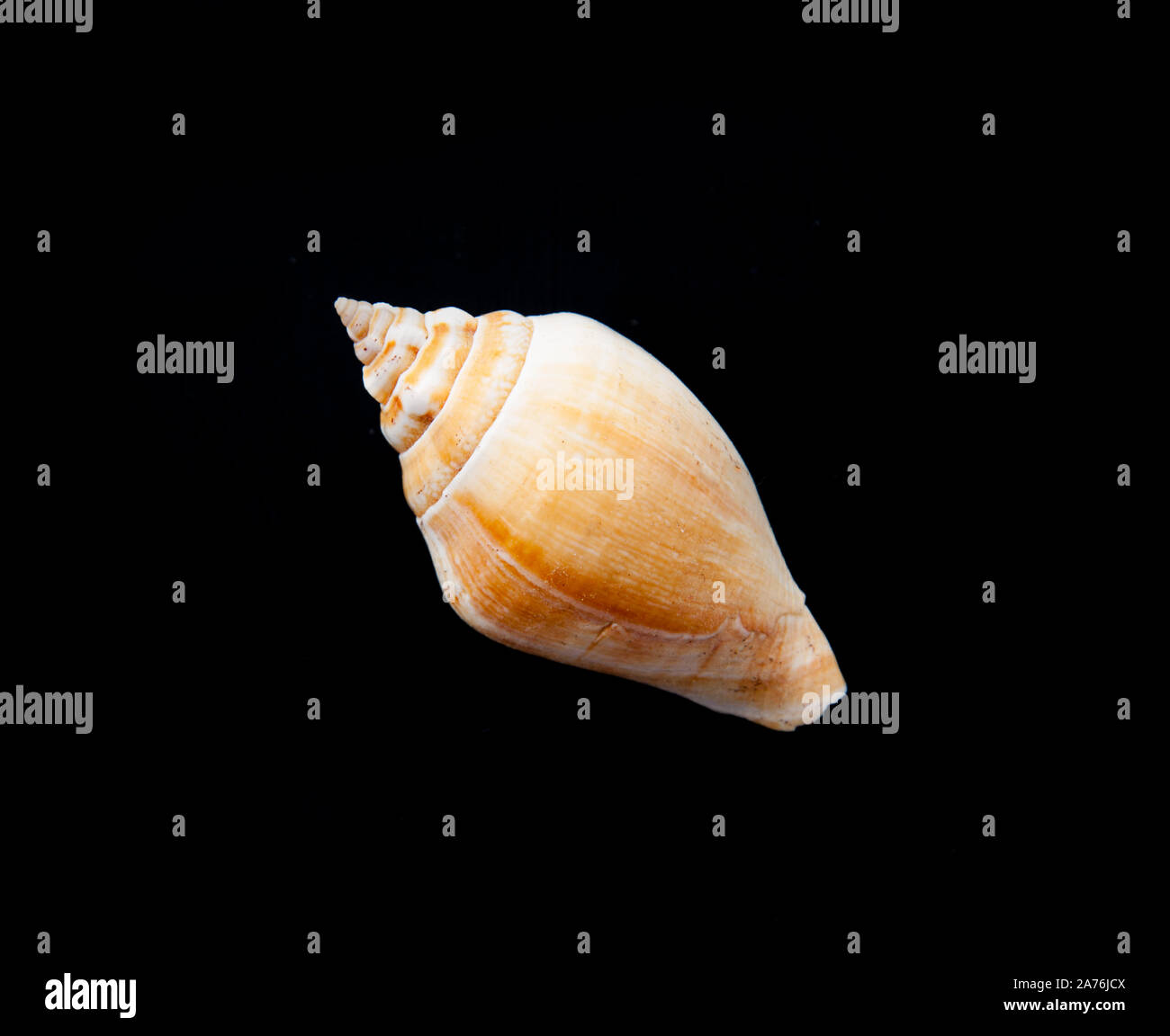 Light tan seashell isolated black background, laid in a diagonal ...