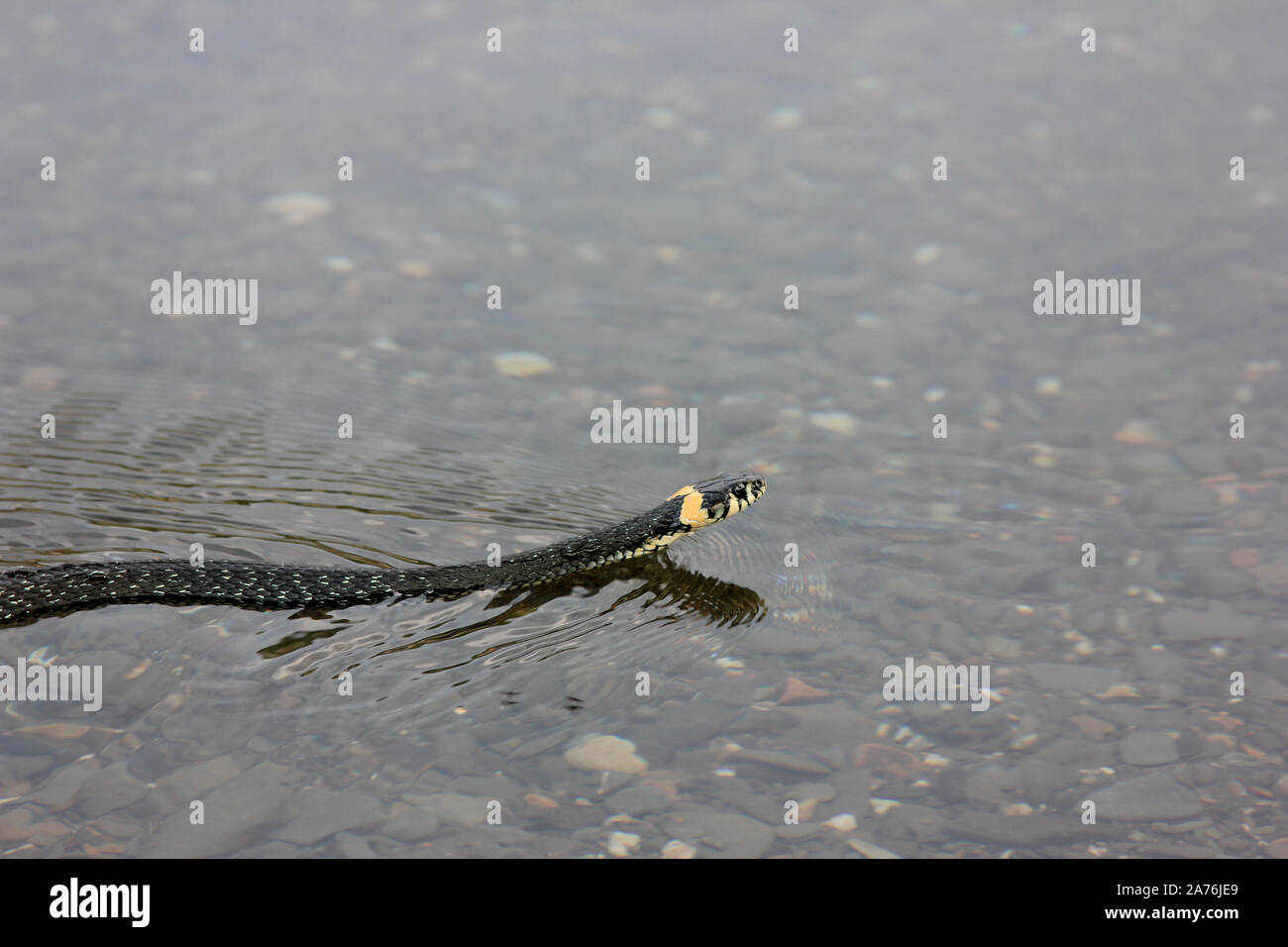 snake floating on the river. Natrix natrix Stock Photo - Alamy