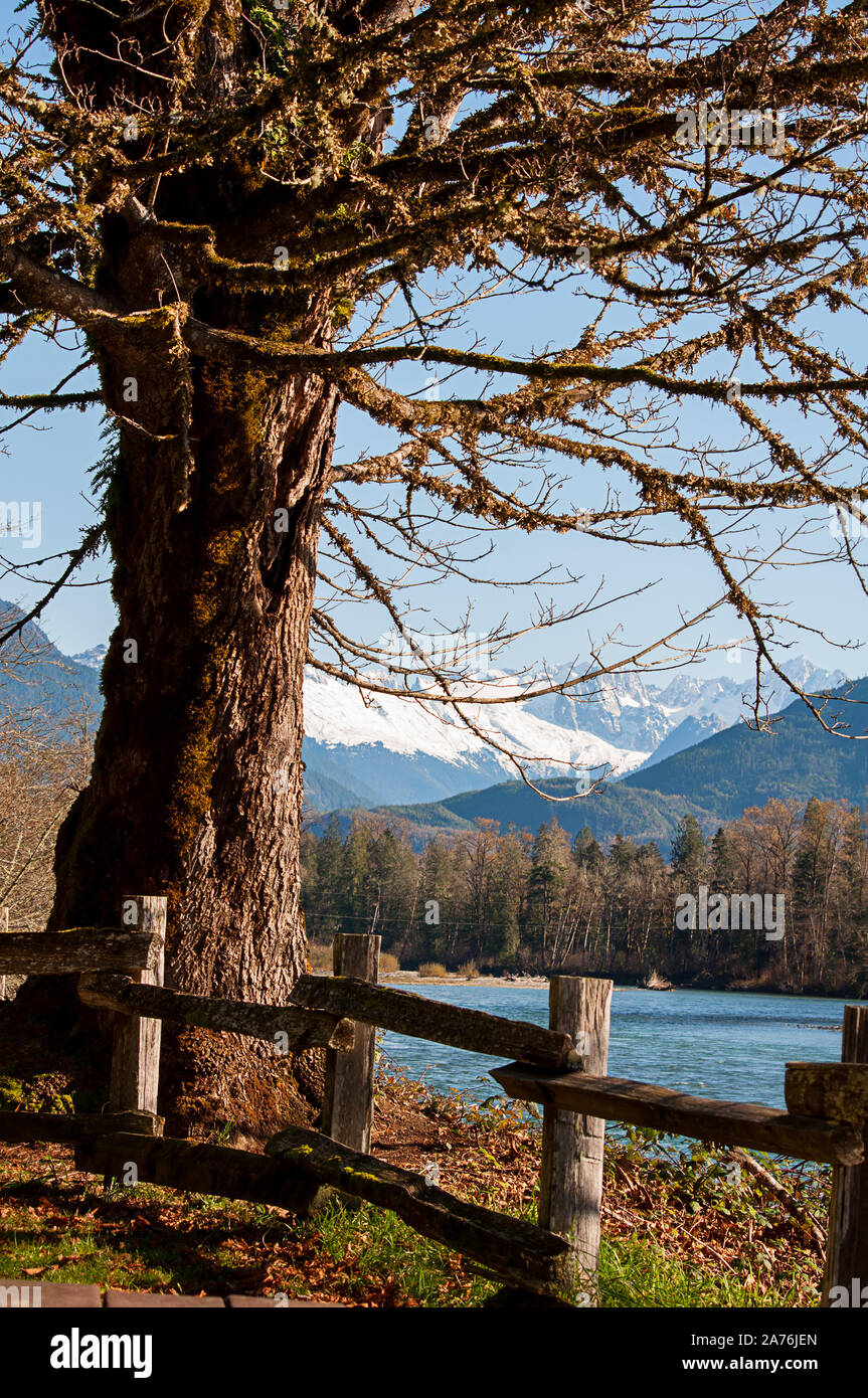 Large mossy tree branches hi-res stock photography and images - Alamy