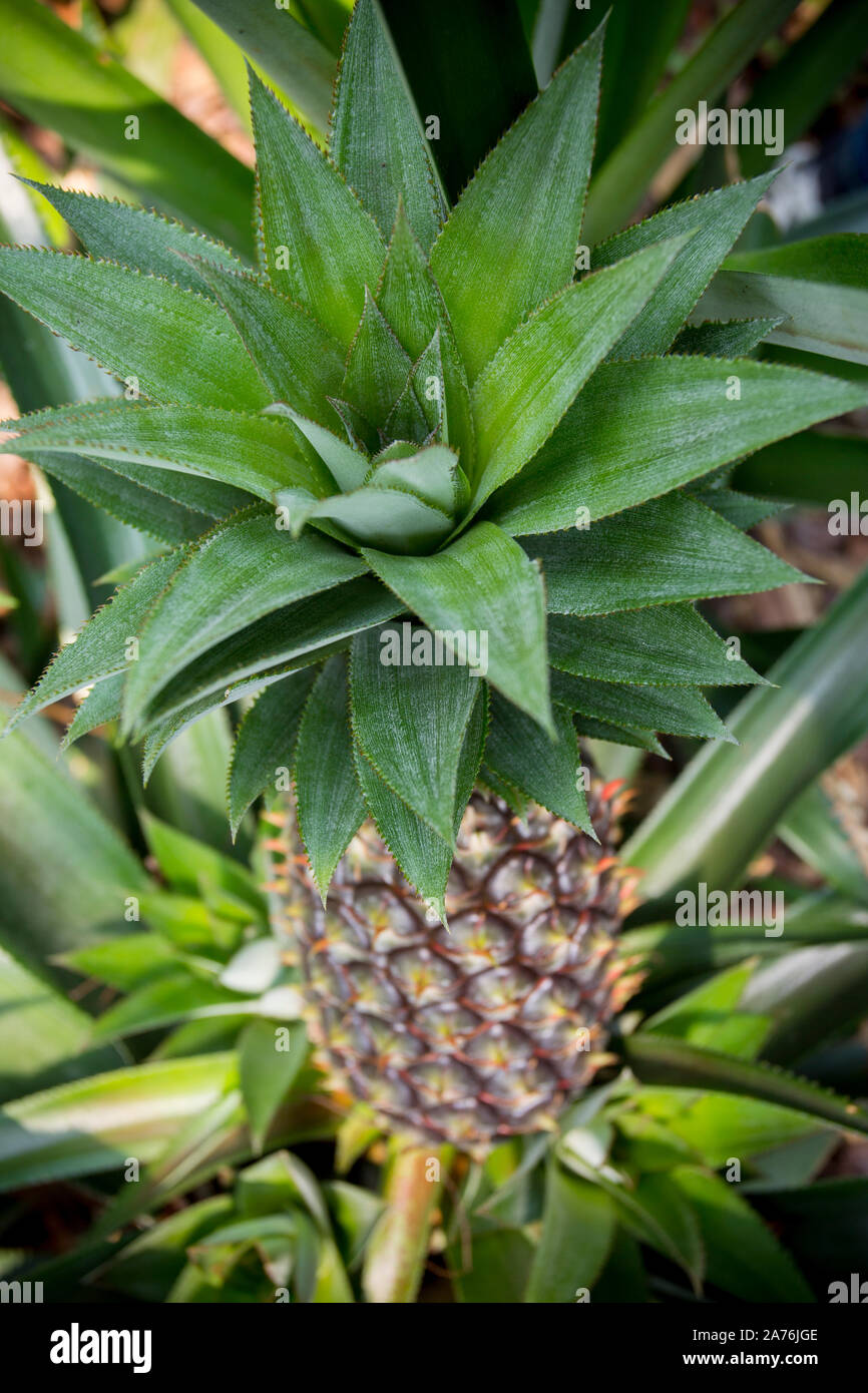 Adan tree hi-res stock photography and images - Alamy