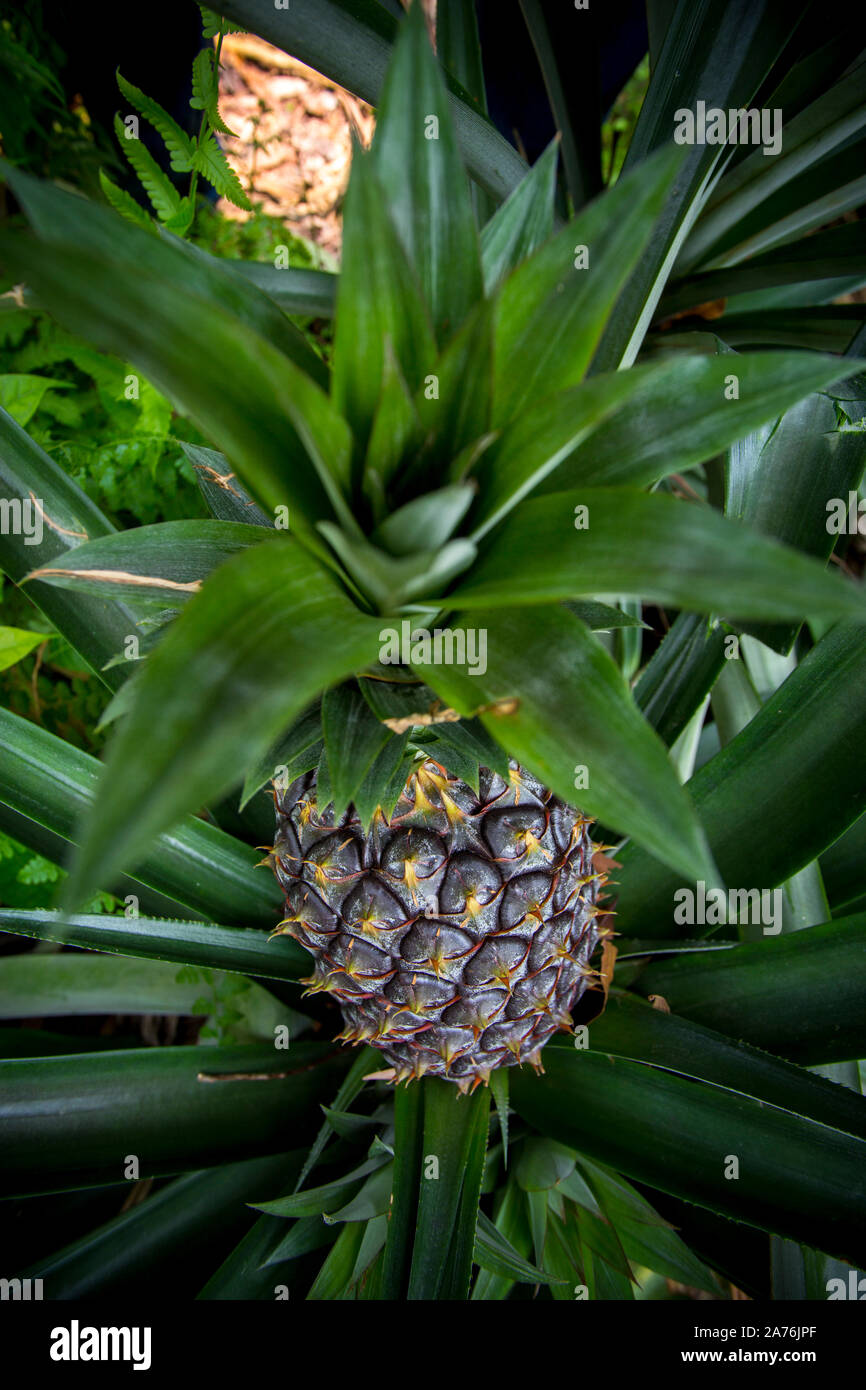 Adan tree hi-res stock photography and images - Alamy