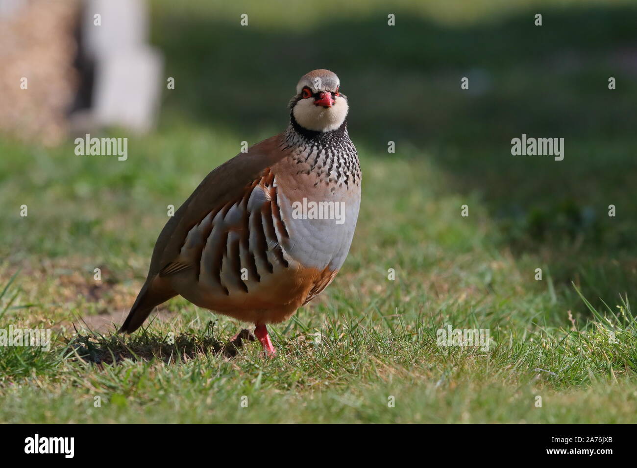 Red-legged Partridge Stock Photo - Alamy