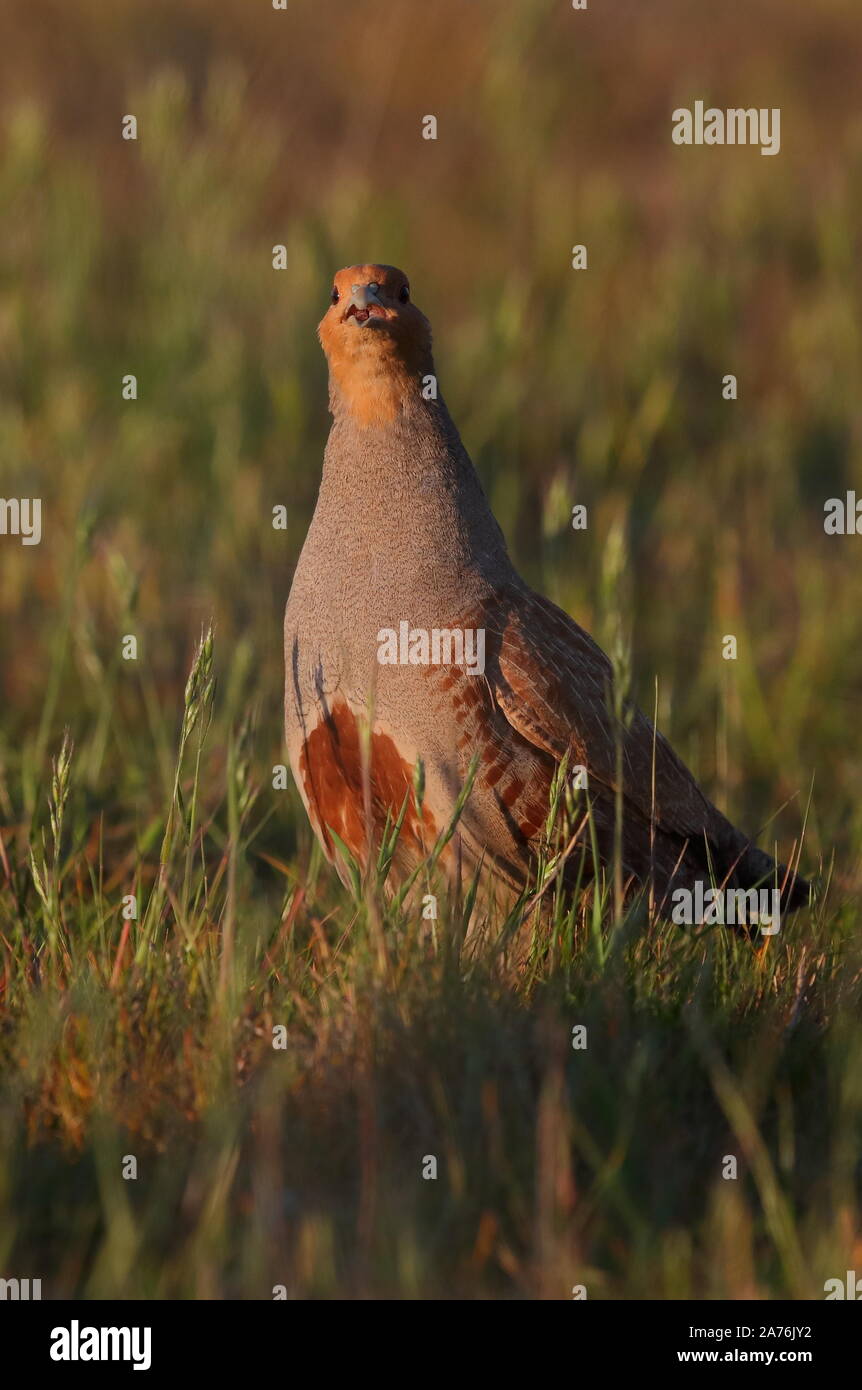 Adult male Grey Partridge Stock Photo - Alamy
