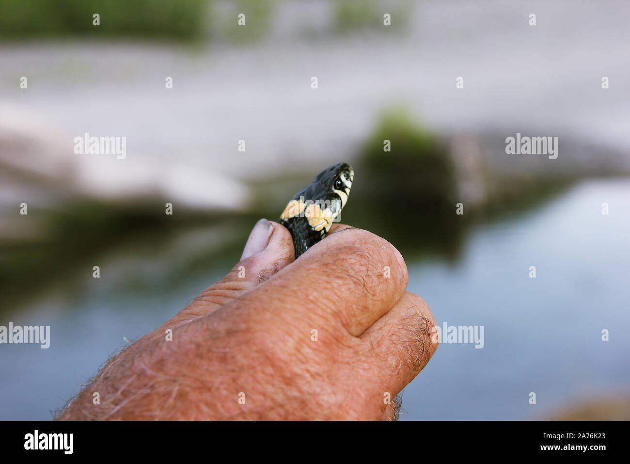 a man caught a snake in a camp near the river. Natrix natrix Stock ...