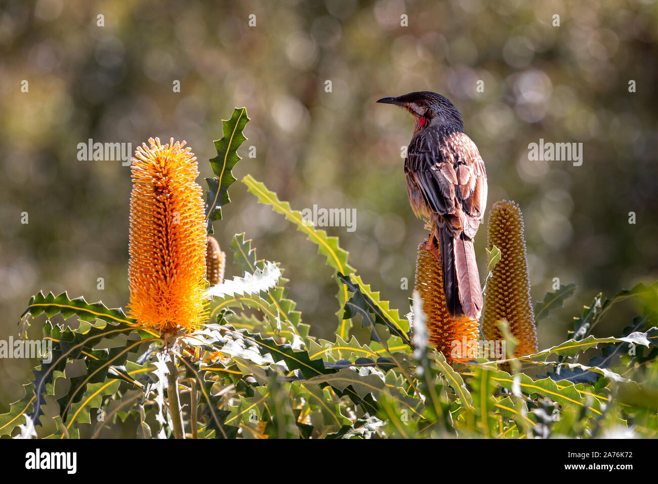 Red wattle bird hi-res stock photography and images - Alamy