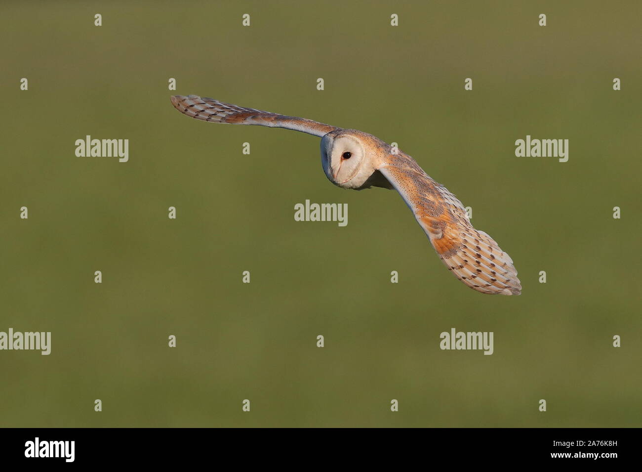 Hunting Barn Owl Stock Photo - Alamy