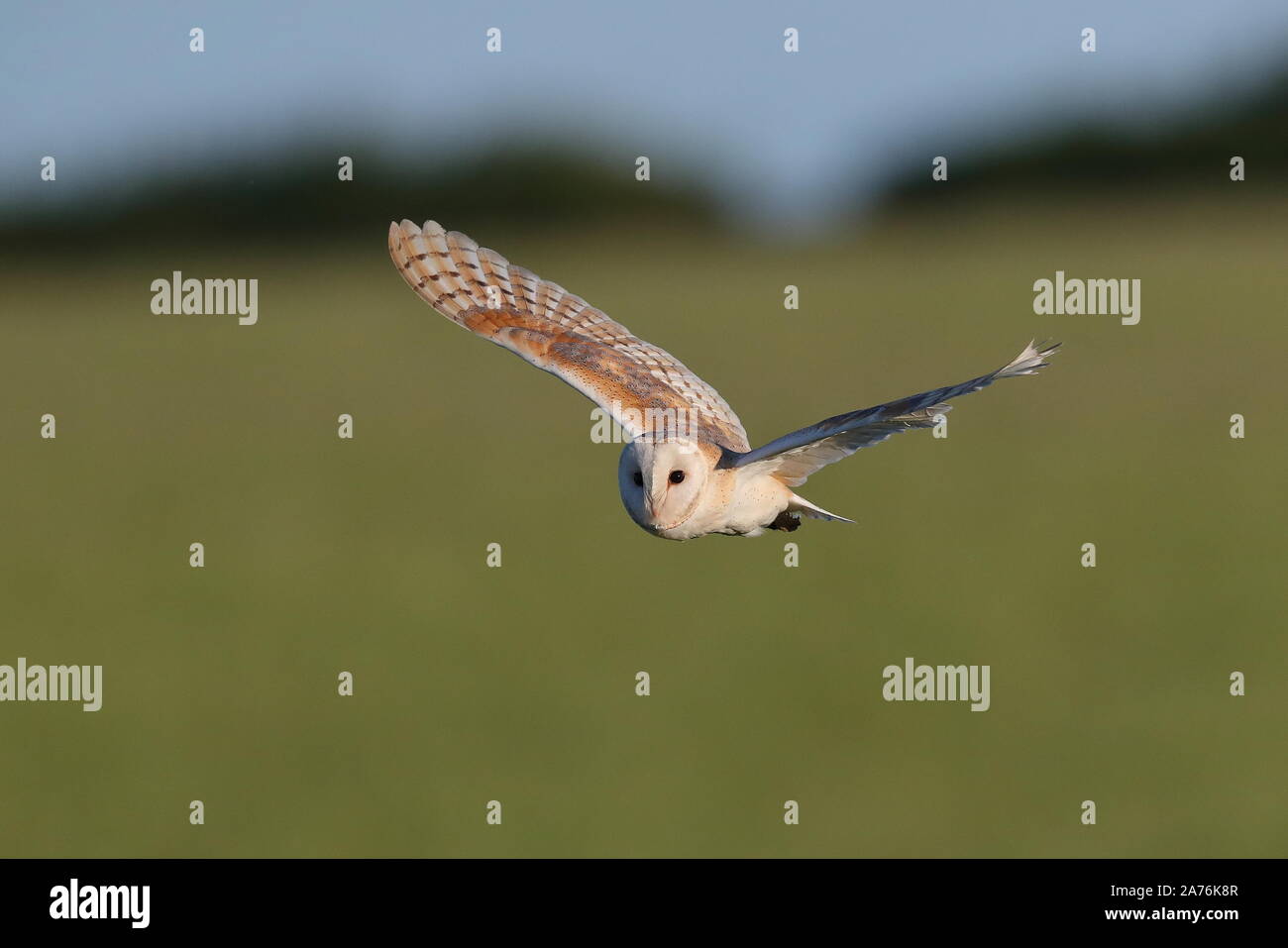 Hunting Barn Owl Stock Photo - Alamy