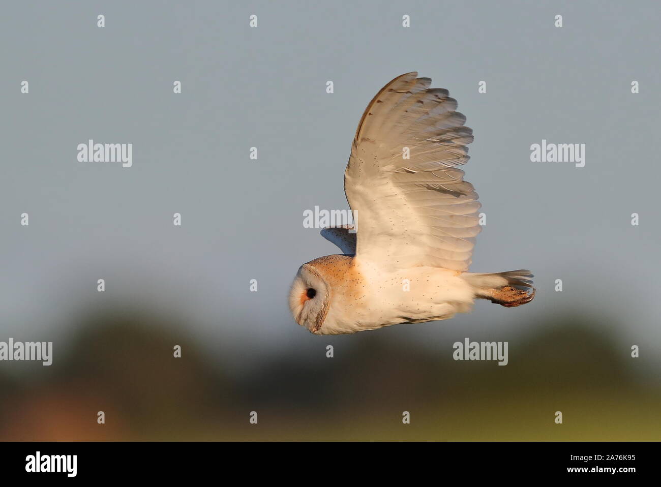 Hunting Barn Owl Stock Photo - Alamy