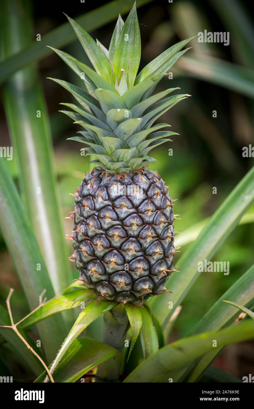 Adan tree hi-res stock photography and images - Alamy