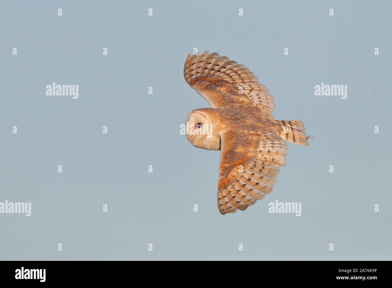 Hunting Barn Owl Stock Photo - Alamy