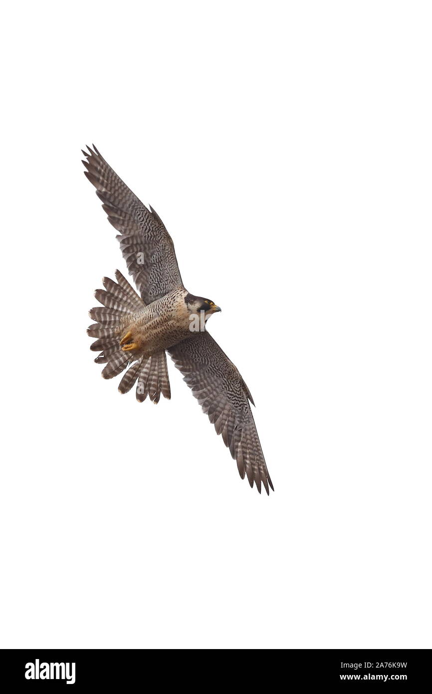 Peregrine falcon Cut Out Stock Images & Pictures - Alamy