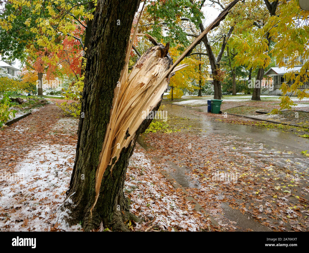 Split fallen oak tree hi-res stock photography and images - Alamy