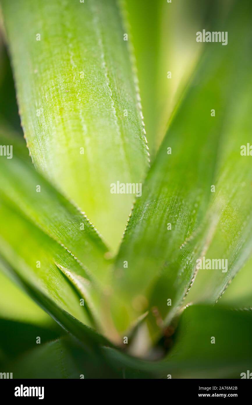 Top views of pineapple fruit leaves pattern at Madhupur, Tangail ...