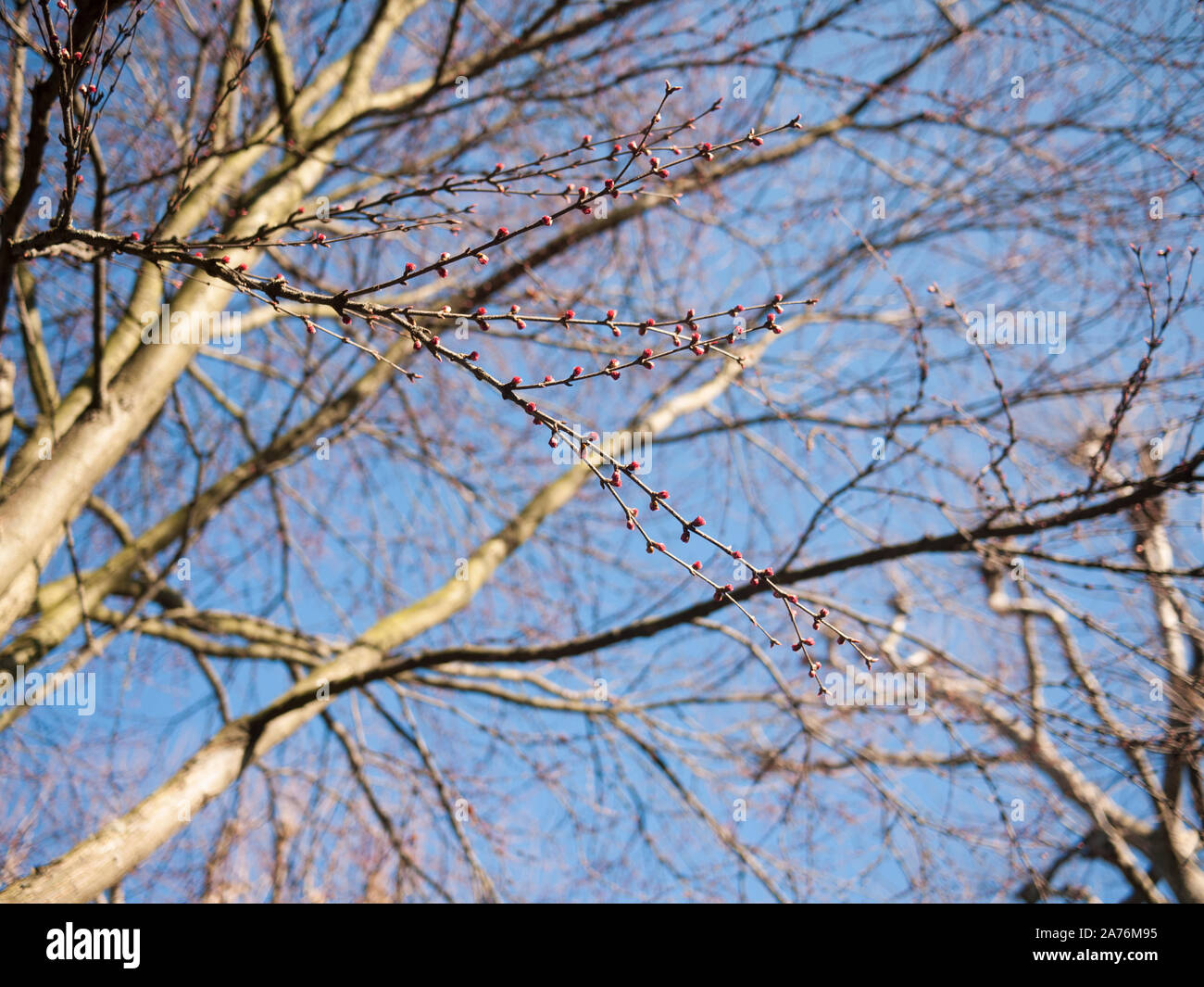 leaf buds developing on a Katsura (Cercidiphyllum japonicum) urban tree ...
