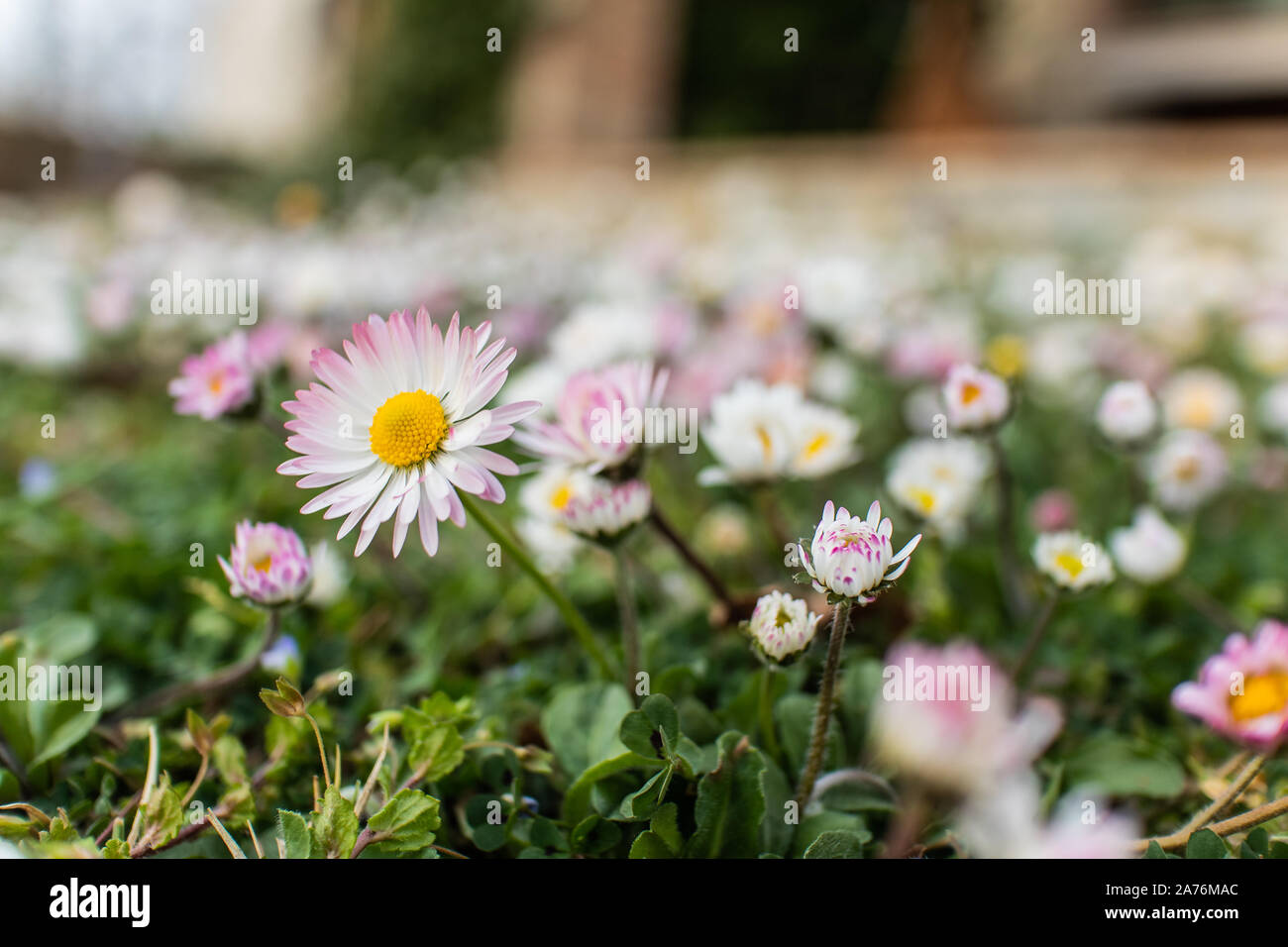 Green grass daisy flowers hi-res stock photography and images - Alamy