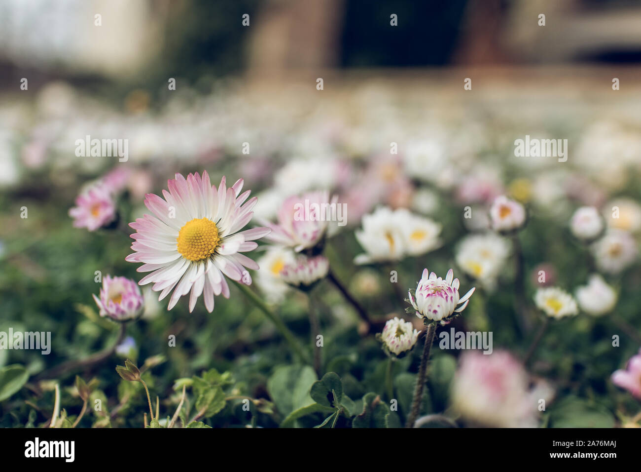Green grass daisy flowers hi-res stock photography and images - Alamy