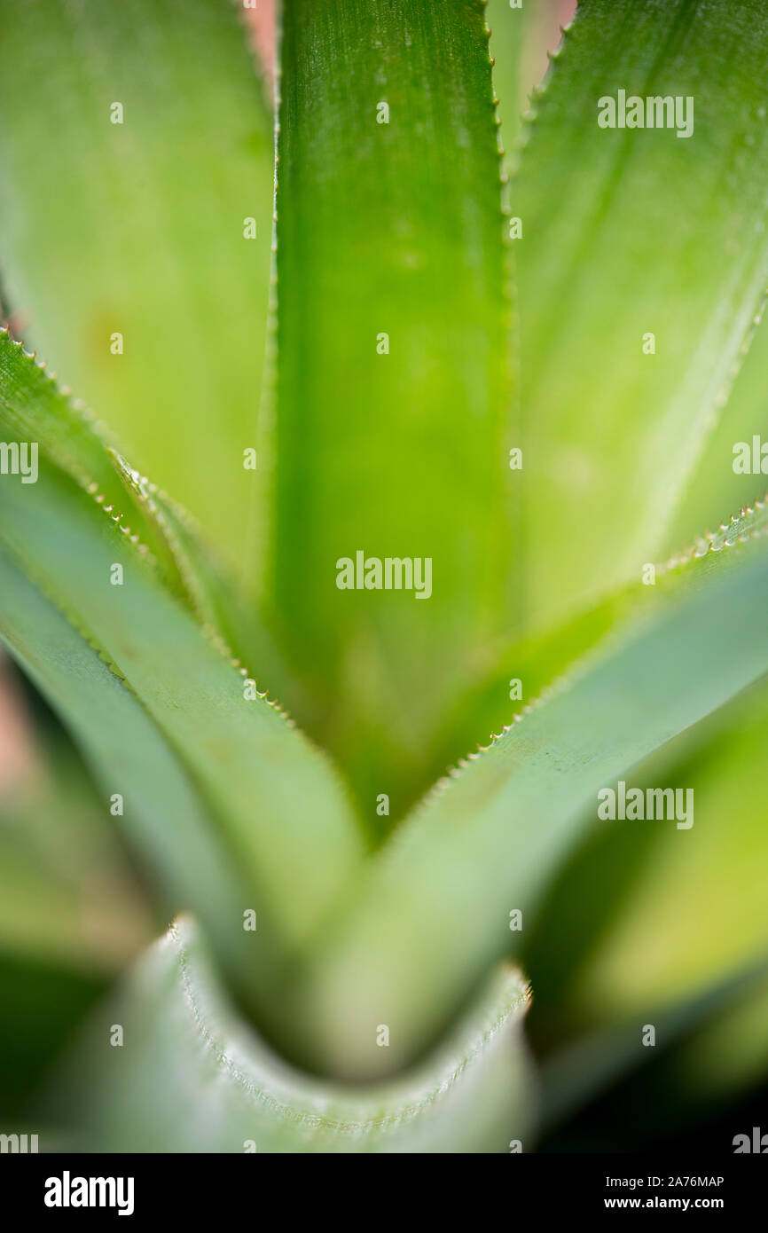 Top views of pineapple fruit leaves pattern at Madhupur, Tangail ...