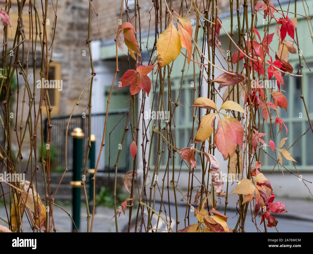 Virginia creeper, also known as American ivy, photographed in autumn ...