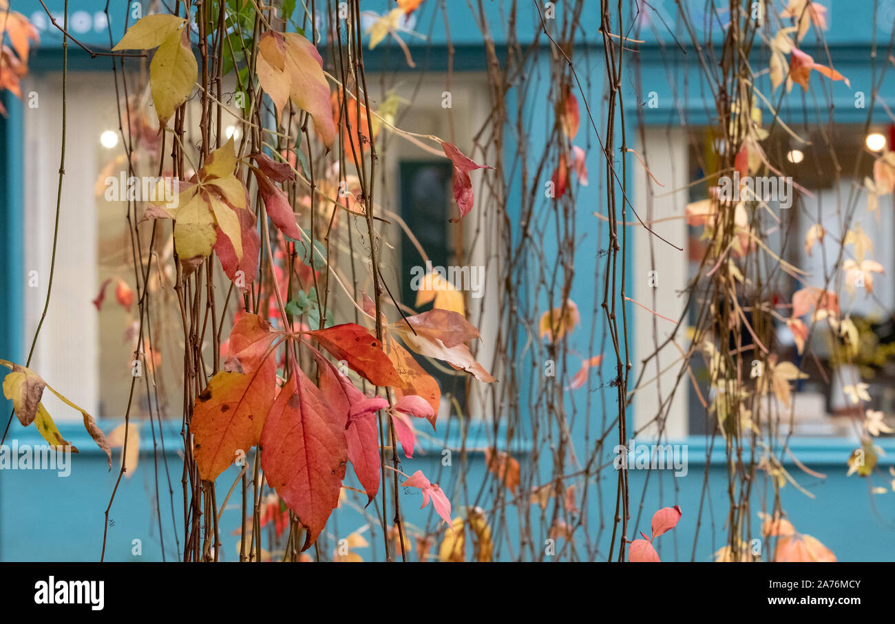 Virginia creeper, also known as American ivy, photographed in autumn ...