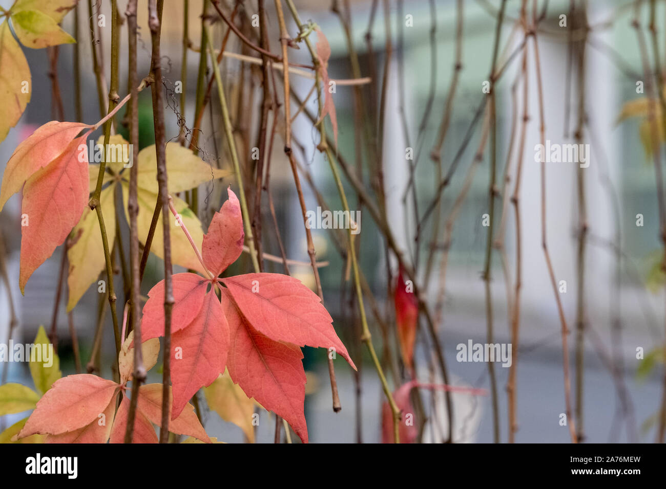 Virginia creeper, also known as American ivy, photographed in autumn ...