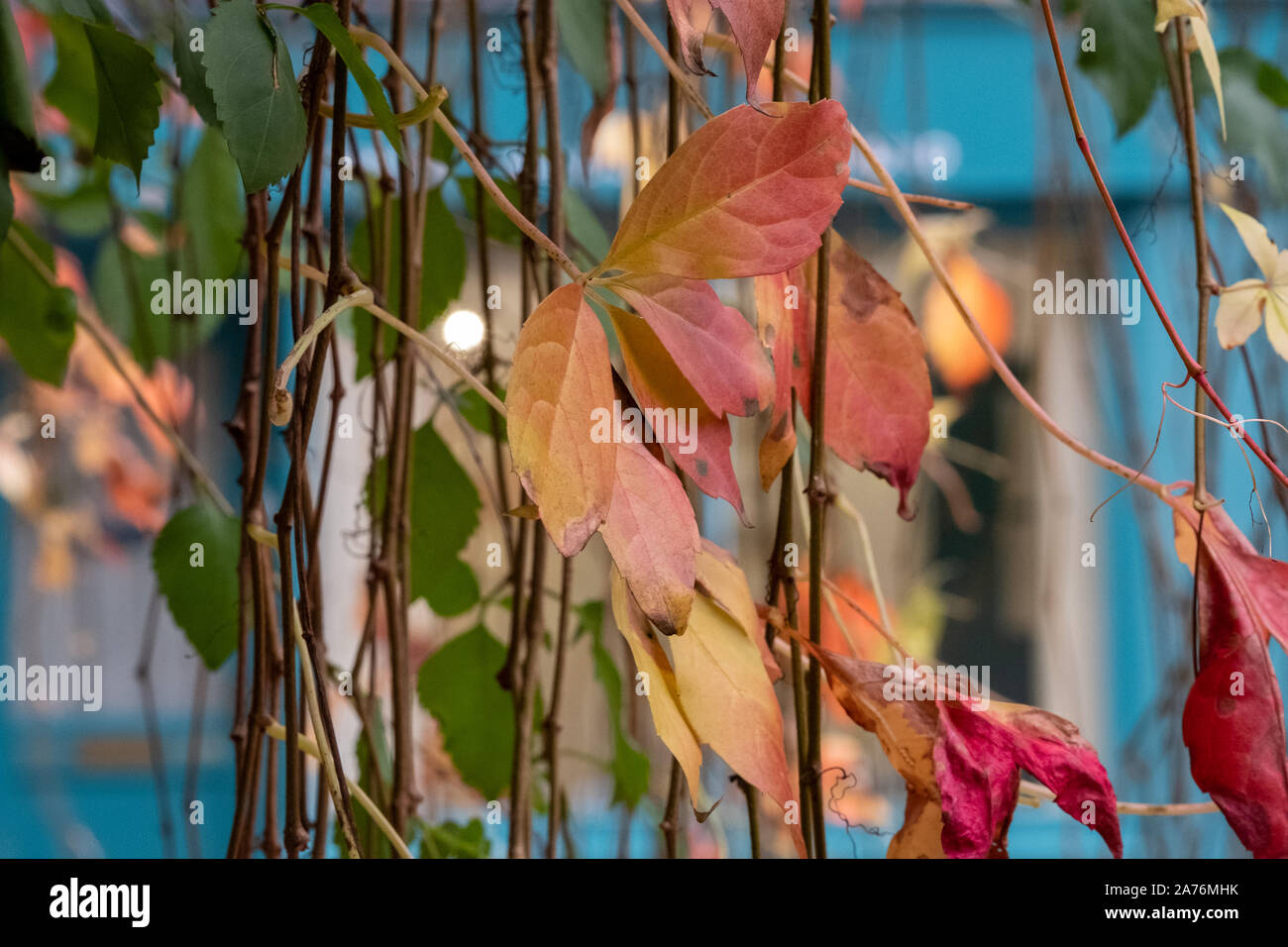 Virginia creeper, also known as American ivy, photographed in autumn ...