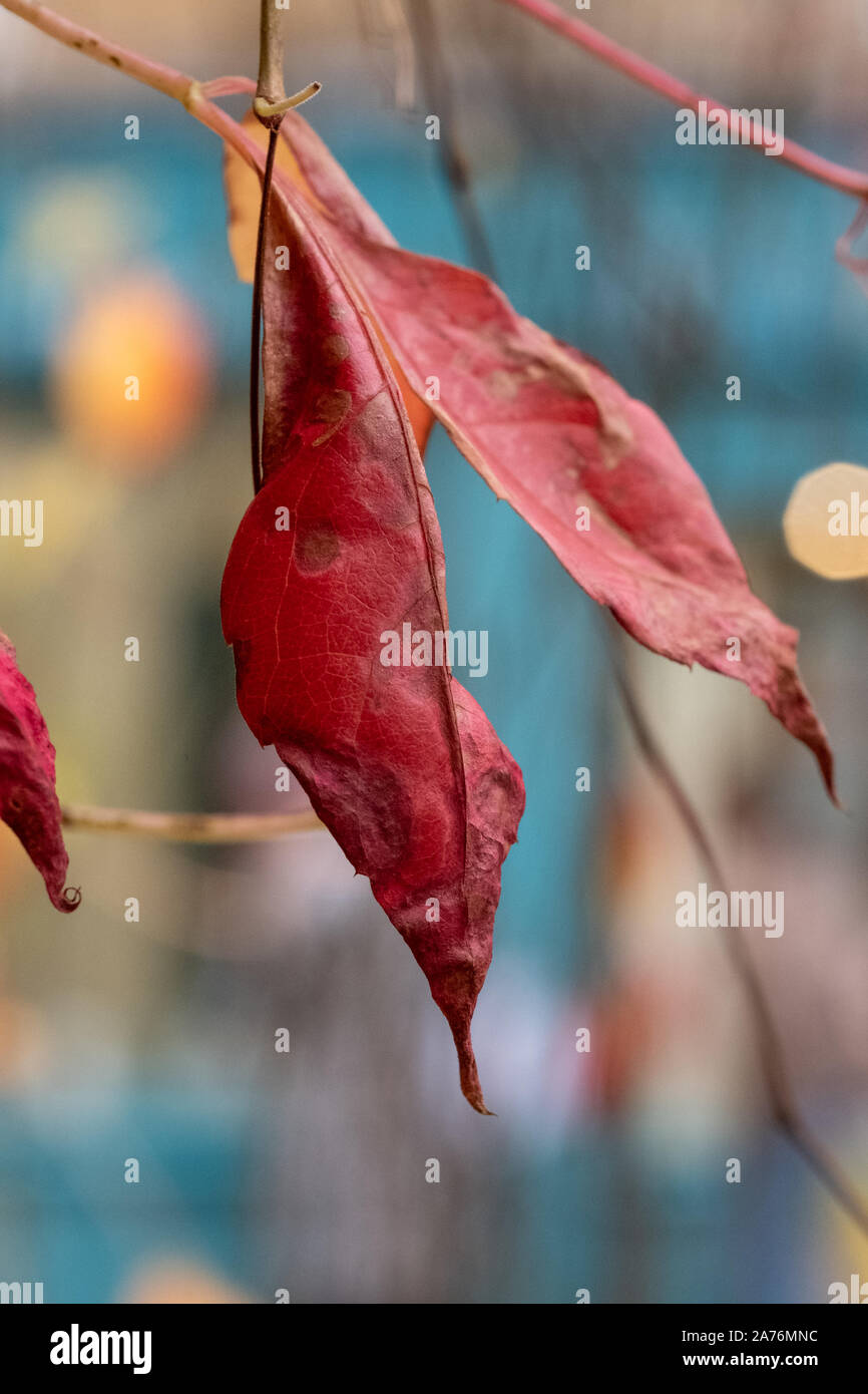 Virginia creeper, also known as American ivy, photographed in autumn ...