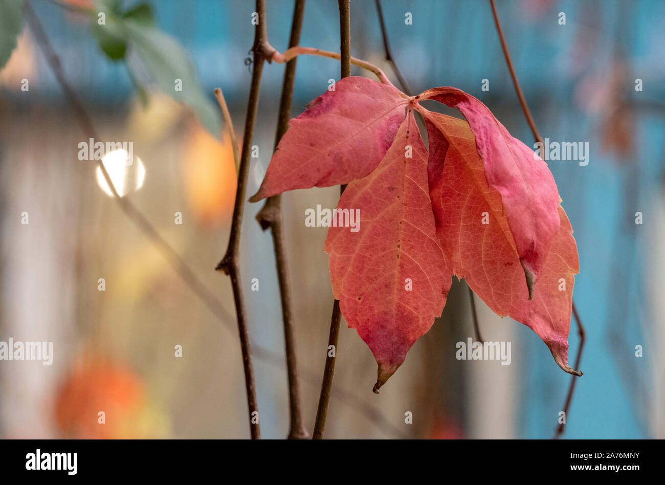 Virginia creeper, also known as American ivy, photographed in autumn ...