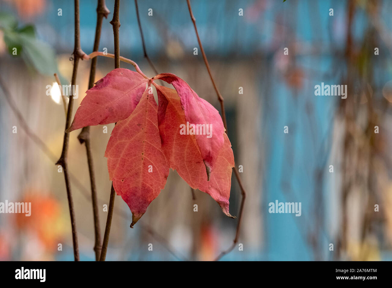 Virginia creeper, also known as American ivy, photographed in autumn ...