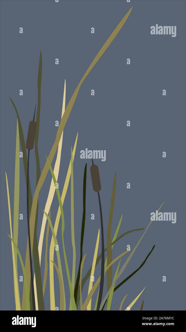Bush of Swamp Reed on a Lake. vector Illustration Stock Vector Image ...