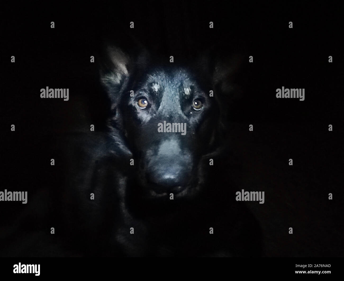 Black dog in the dark night Stock Photo - Alamy