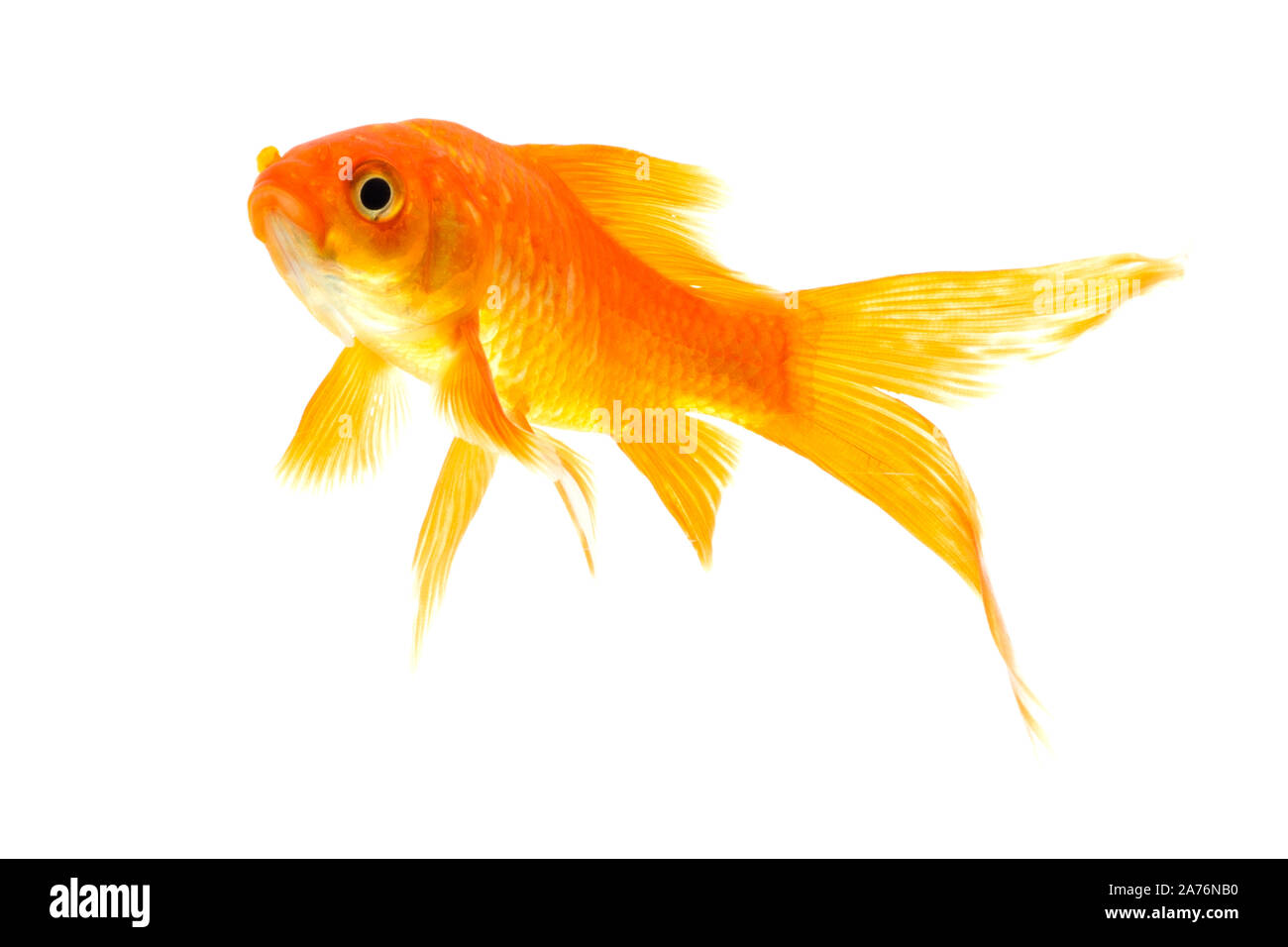 Gold Fish on White background Stock Photo - Alamy