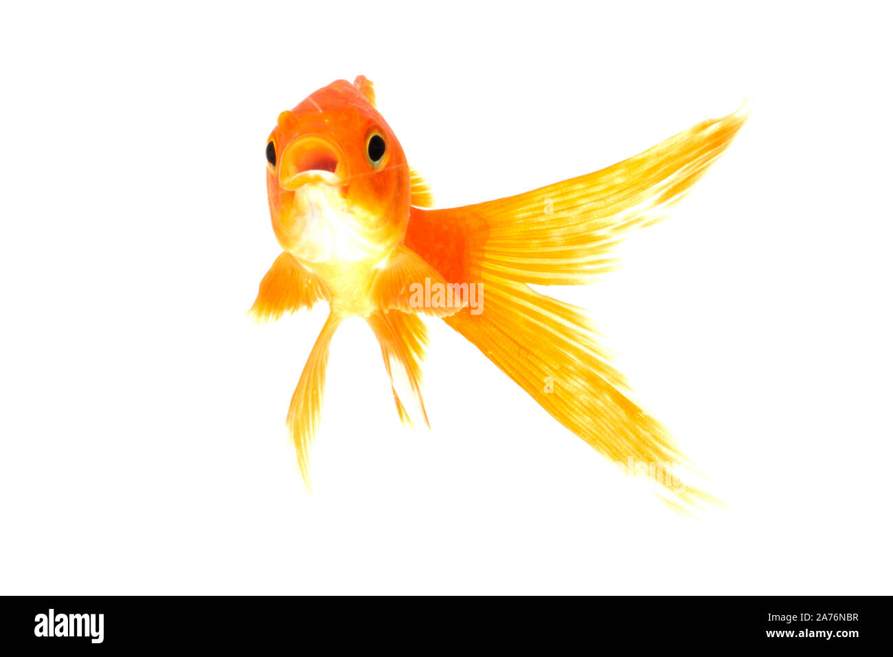 Gold Fish on White background Stock Photo - Alamy