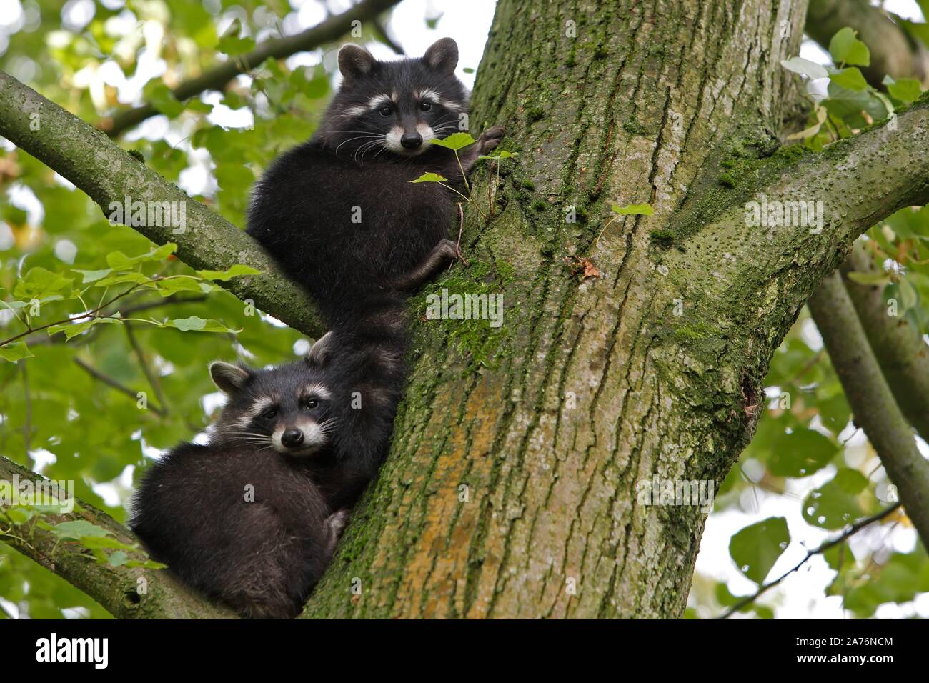 Biosphere Reserves With Animals