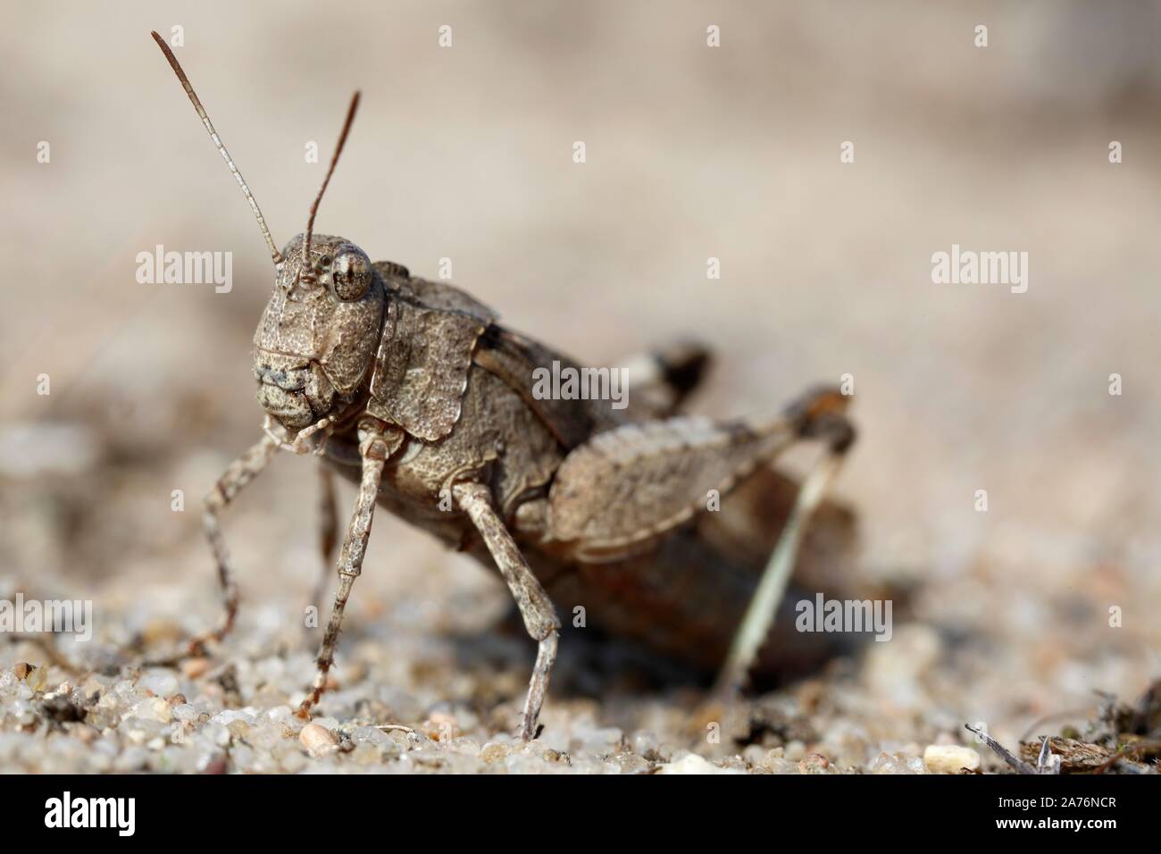 Oedipoda caerulescens hi-res stock photography and images - Alamy