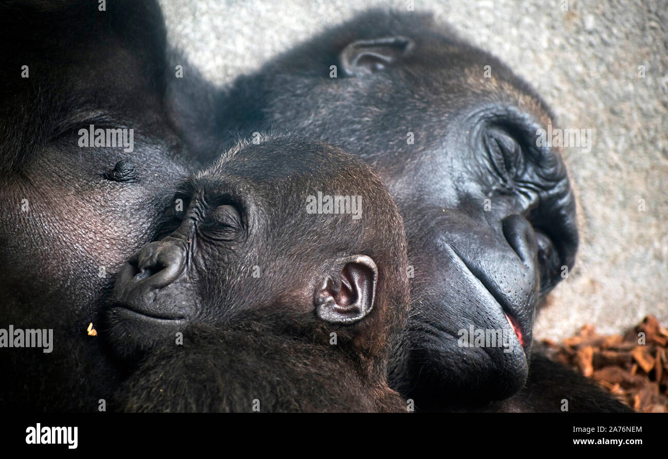 Faces of two chimpanzees sleeping together. Motherlove family animals ...