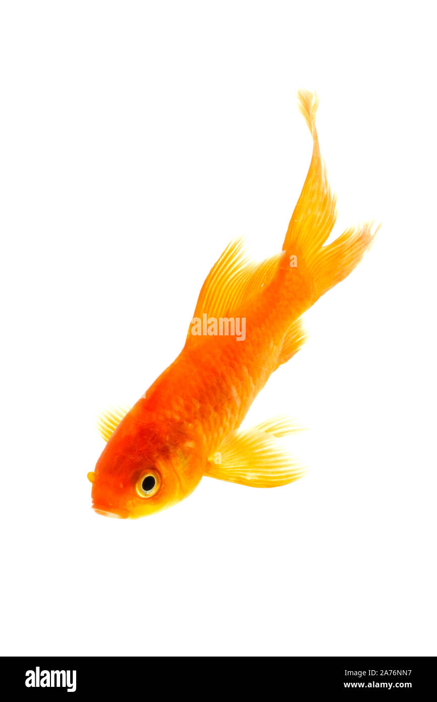Gold Fish on White background Stock Photo - Alamy