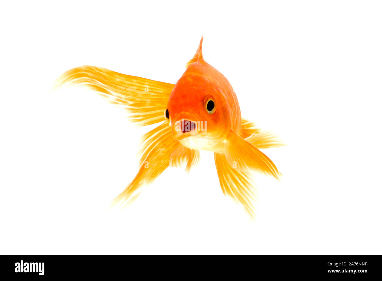 Gold Fish on White background Stock Photo - Alamy