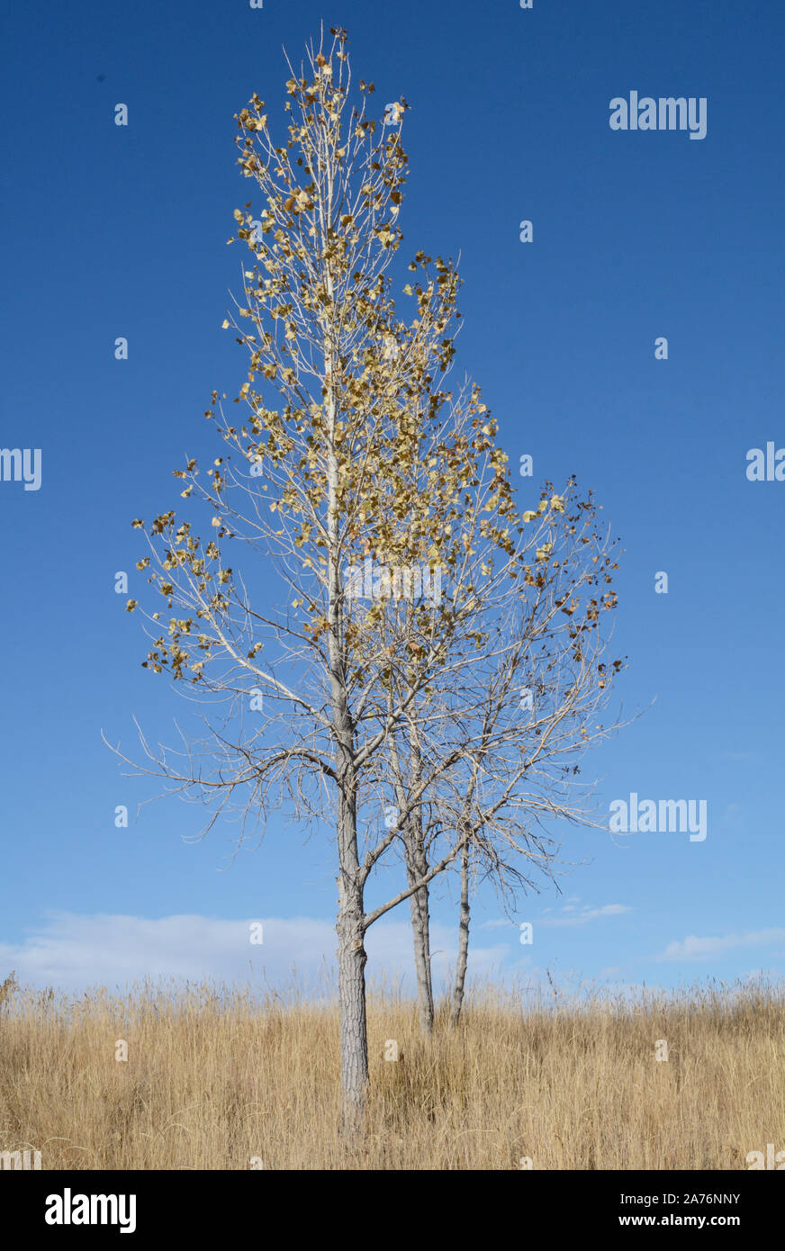 Trees shedding leaves hi-res stock photography and images - Alamy