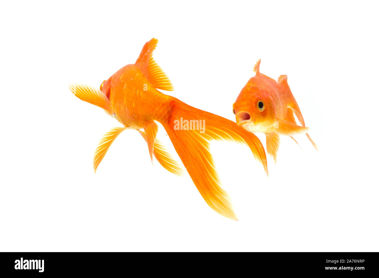 Gold Fish on White background Stock Photo - Alamy
