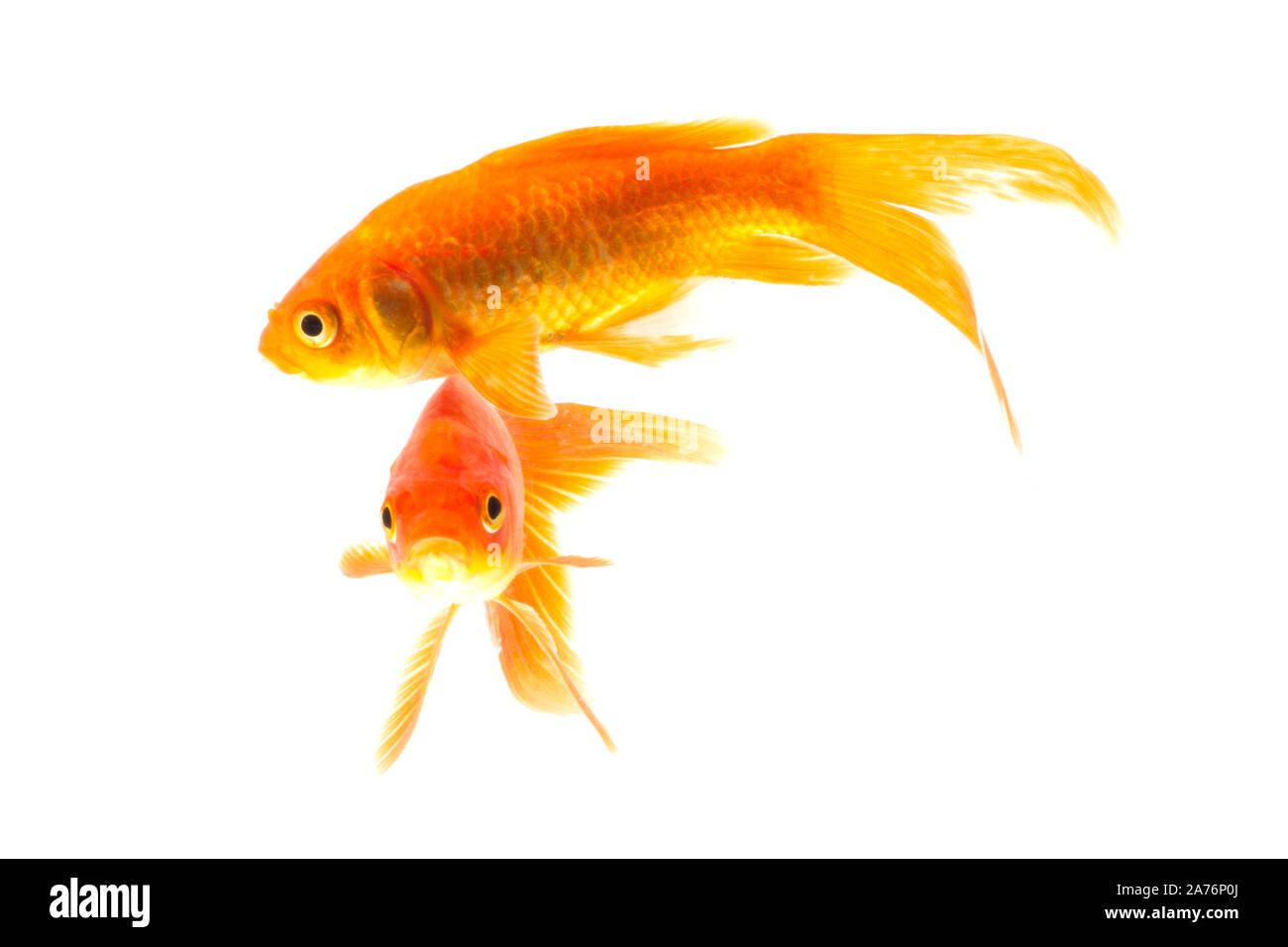 Gold Fish on White background Stock Photo - Alamy