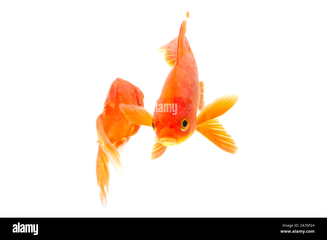 Gold Fish on White background Stock Photo - Alamy