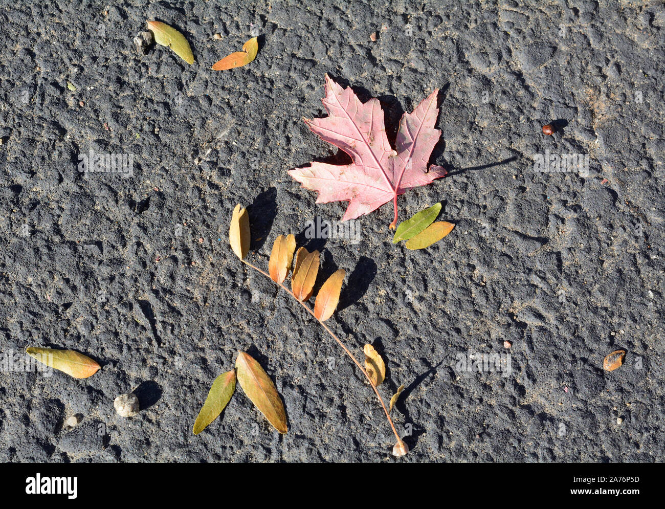 Fallen autumn tree leaves on pavement Stock Photo - Alamy