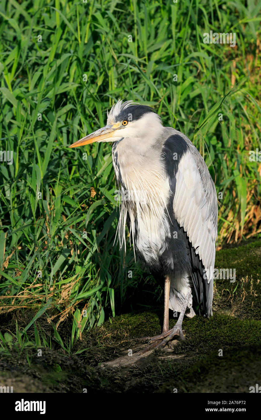 Grey Heron, River Liffey, Lucan village, County Dublin, Ireland Stock ...