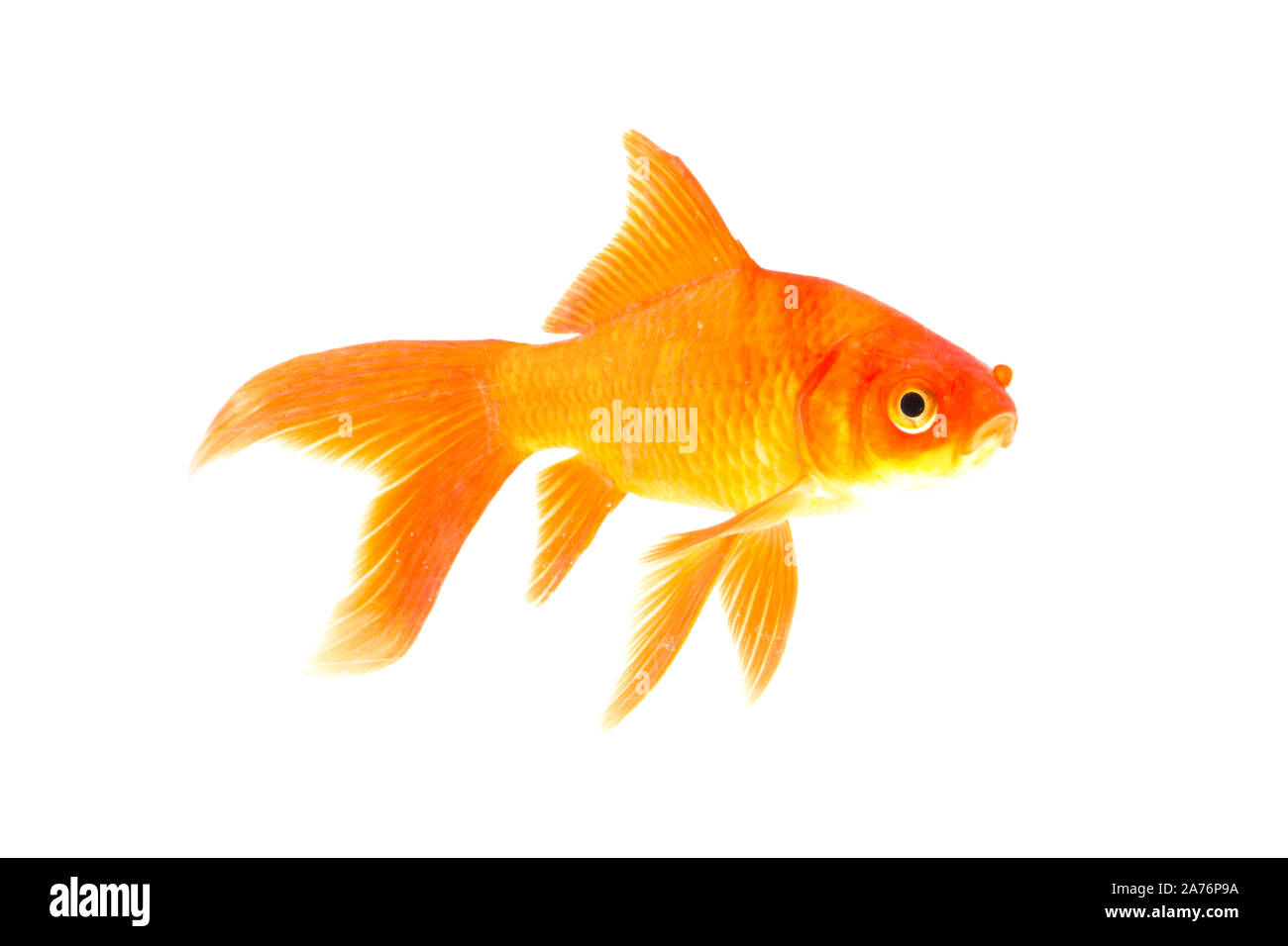 Gold Fish on White background Stock Photo - Alamy