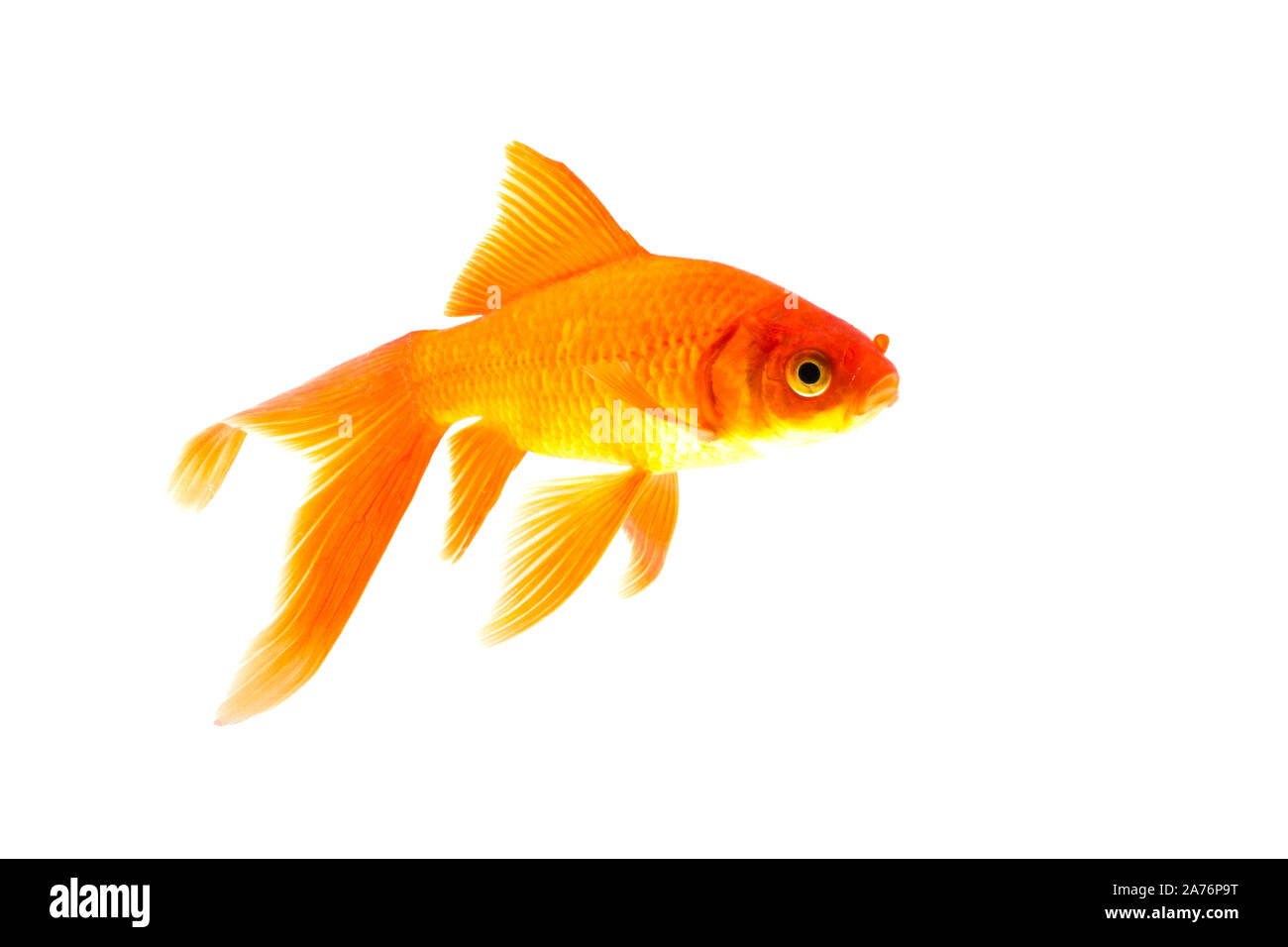 Gold Fish on White background Stock Photo - Alamy