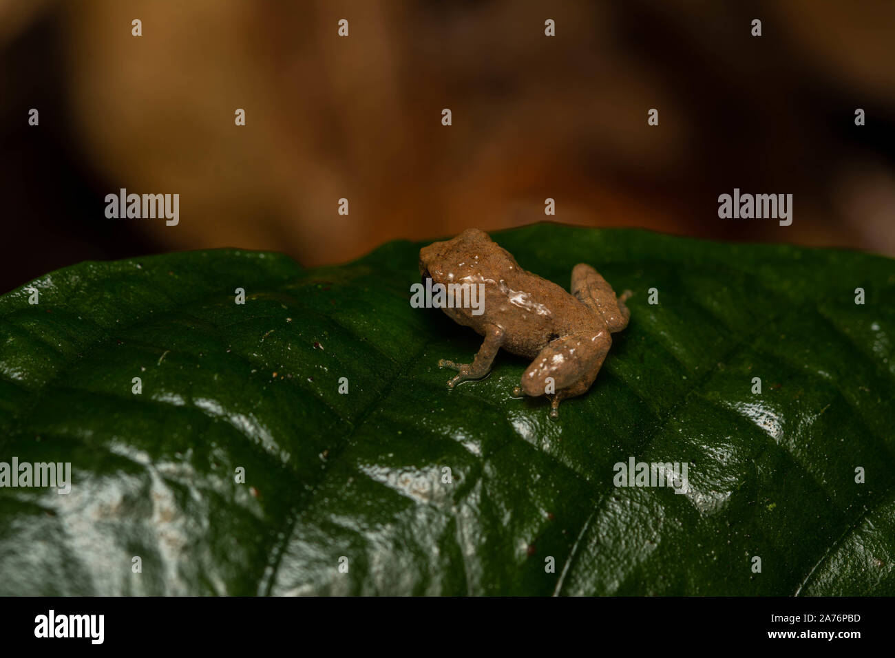 Dwarf bushfrog (Raochestes parvulus) from Cúc Phương National Park ...