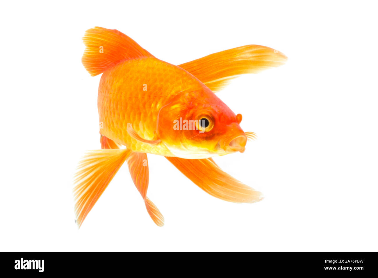 Gold Fish on White background Stock Photo - Alamy