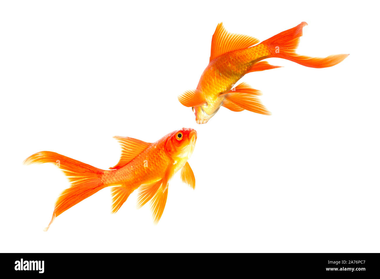 Gold Fish on White background Stock Photo - Alamy
